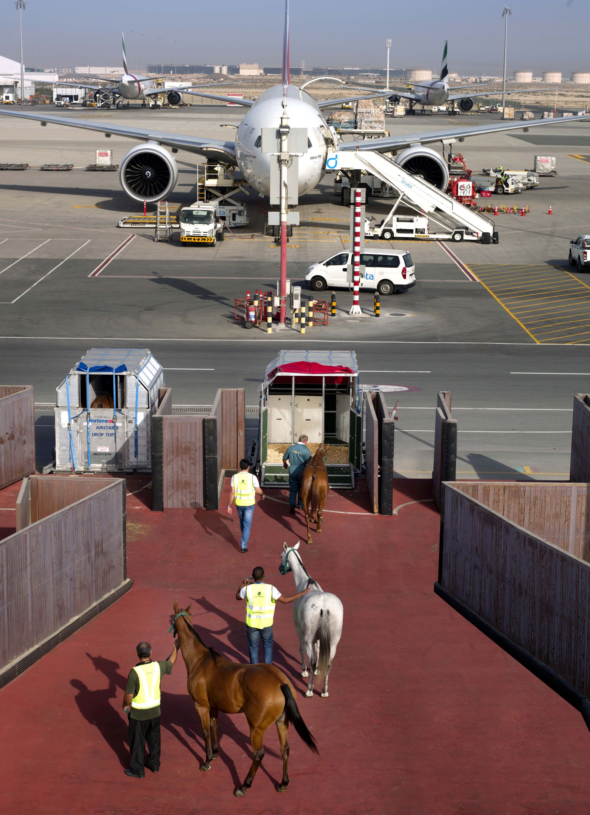 Emirates SkyCargo flies champion horses to Dubai and across the globe ...
